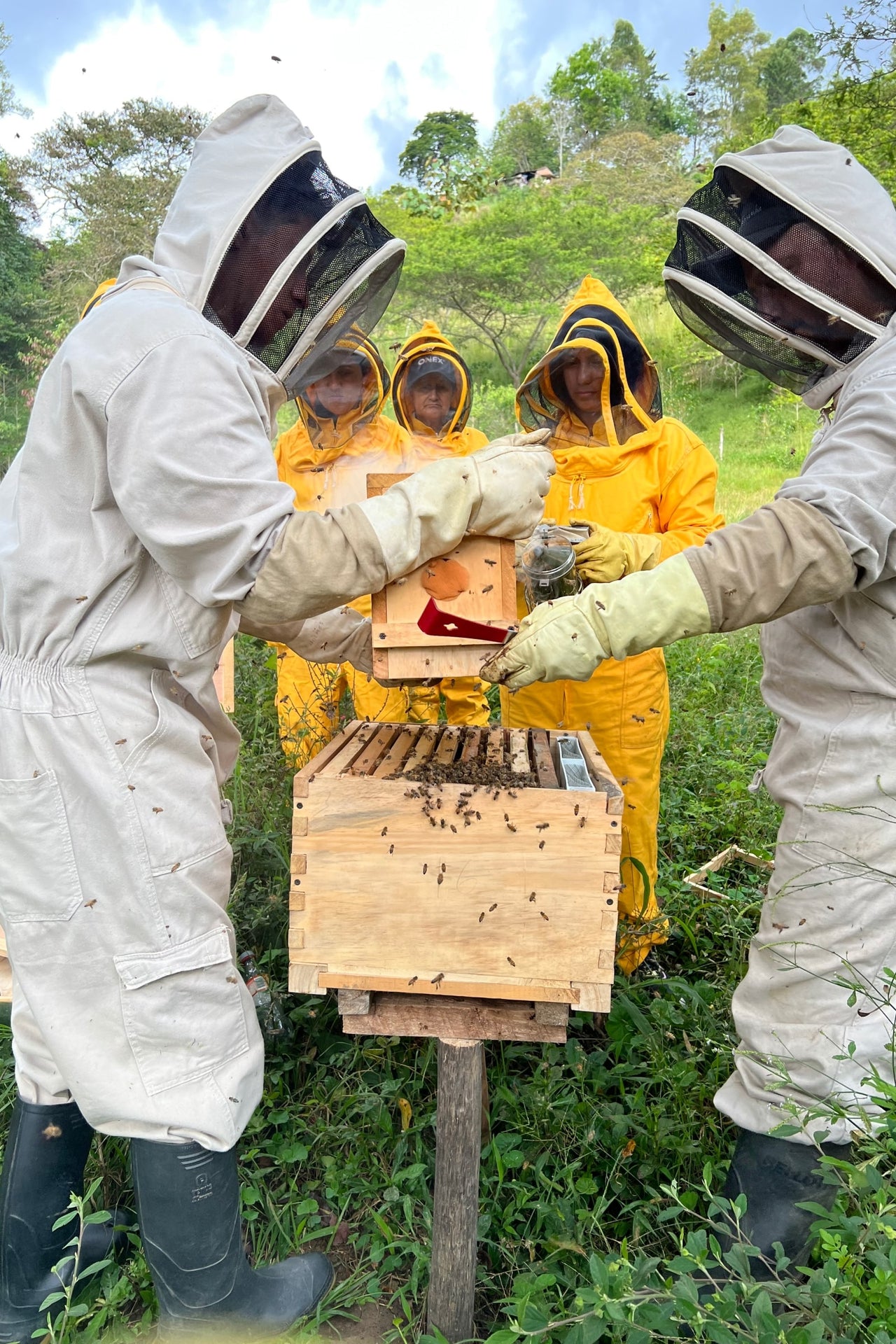 Apiaries – Counter Culture Coffee
