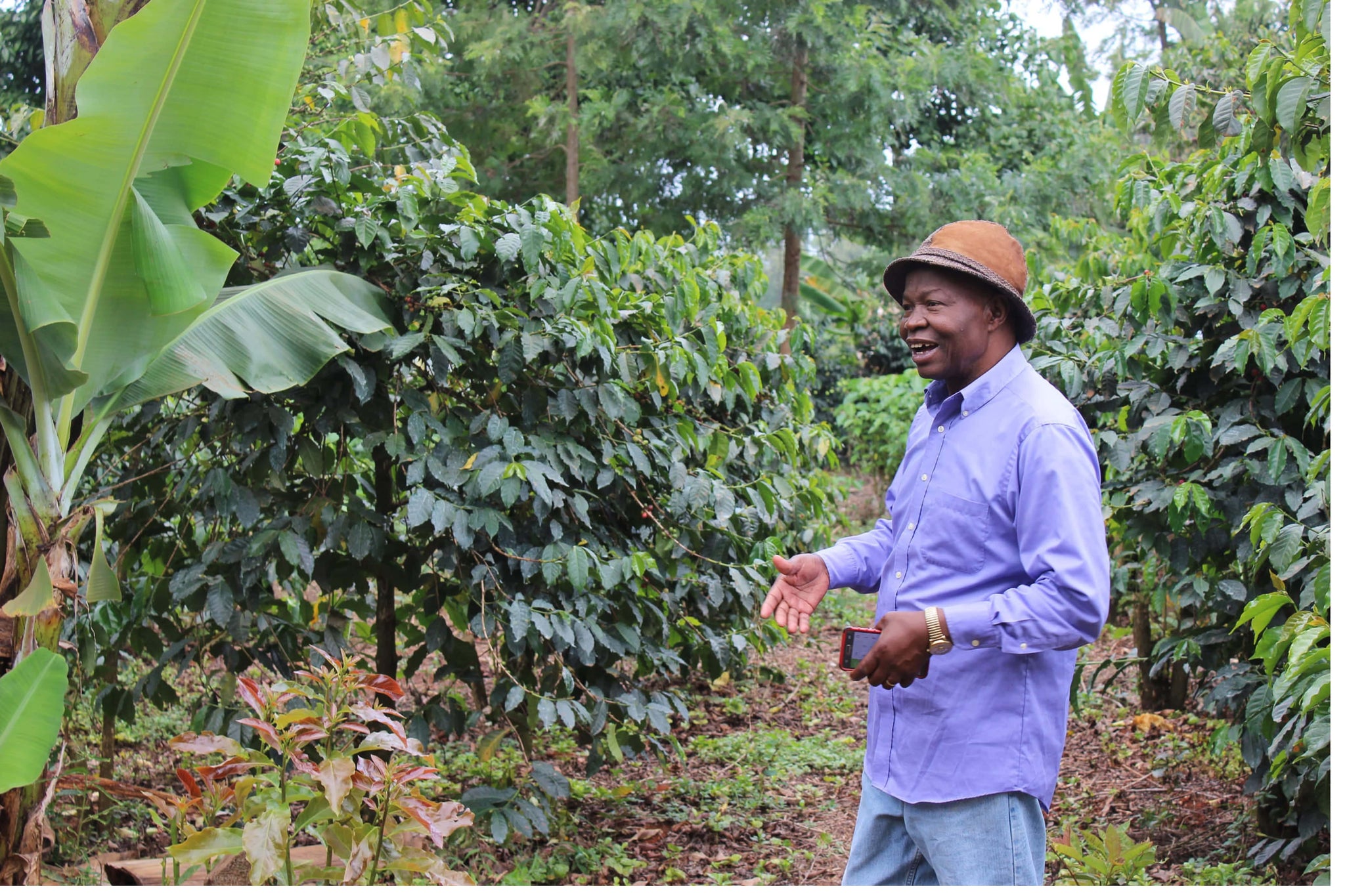 Avocado Nursery – Counter Culture Coffee