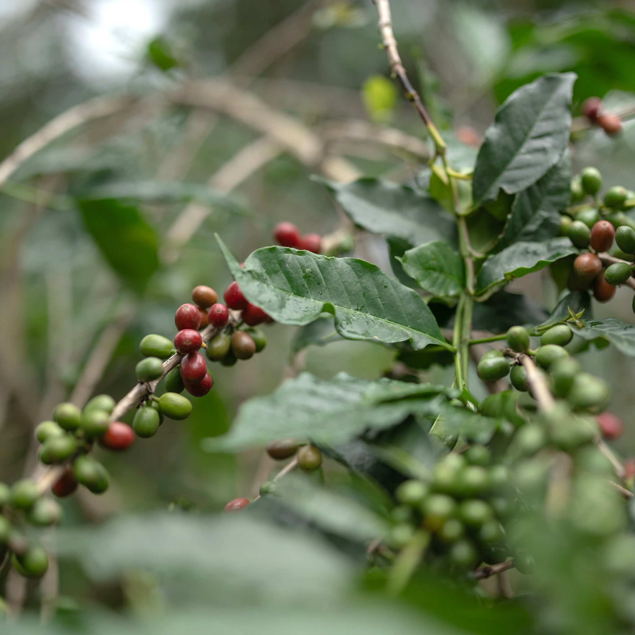 Coffee Basics: Seasonality – Counter Culture Coffee