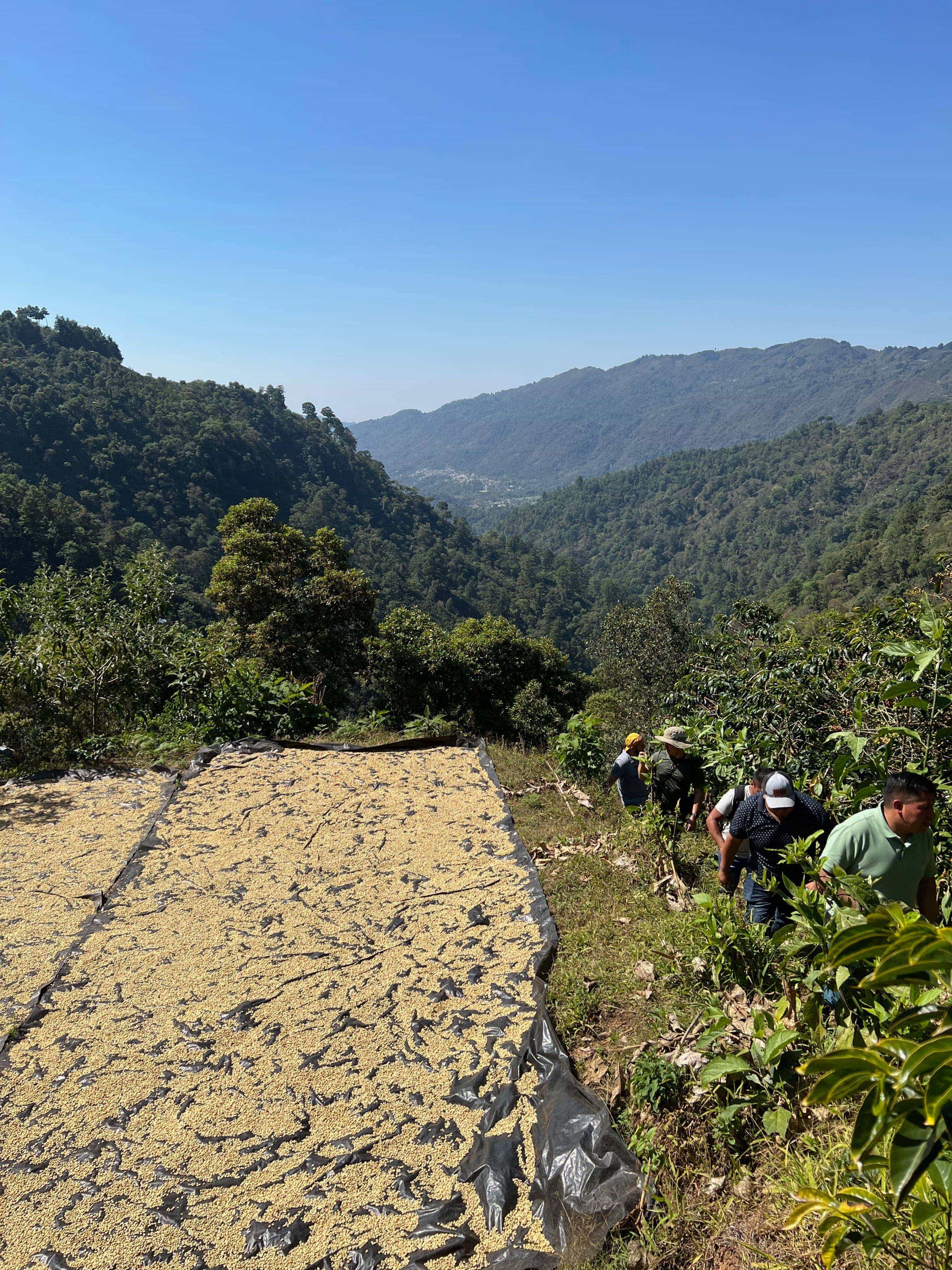 Demonstration Plots – Counter Culture Coffee