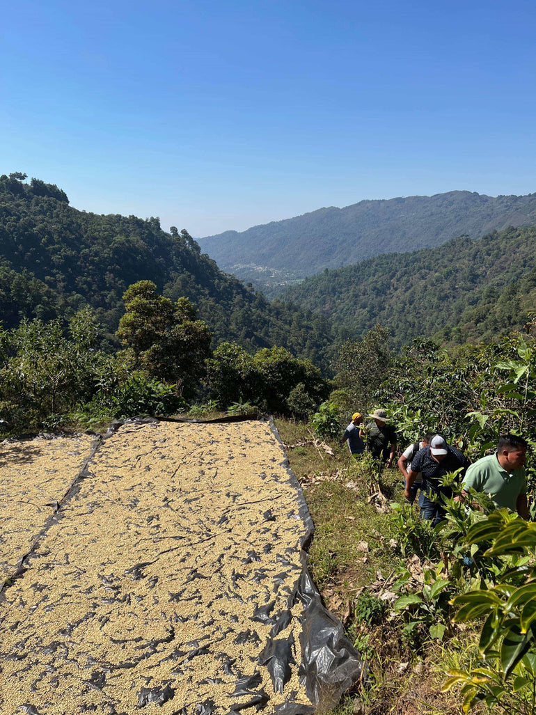 Demonstration Plots – Counter Culture Coffee