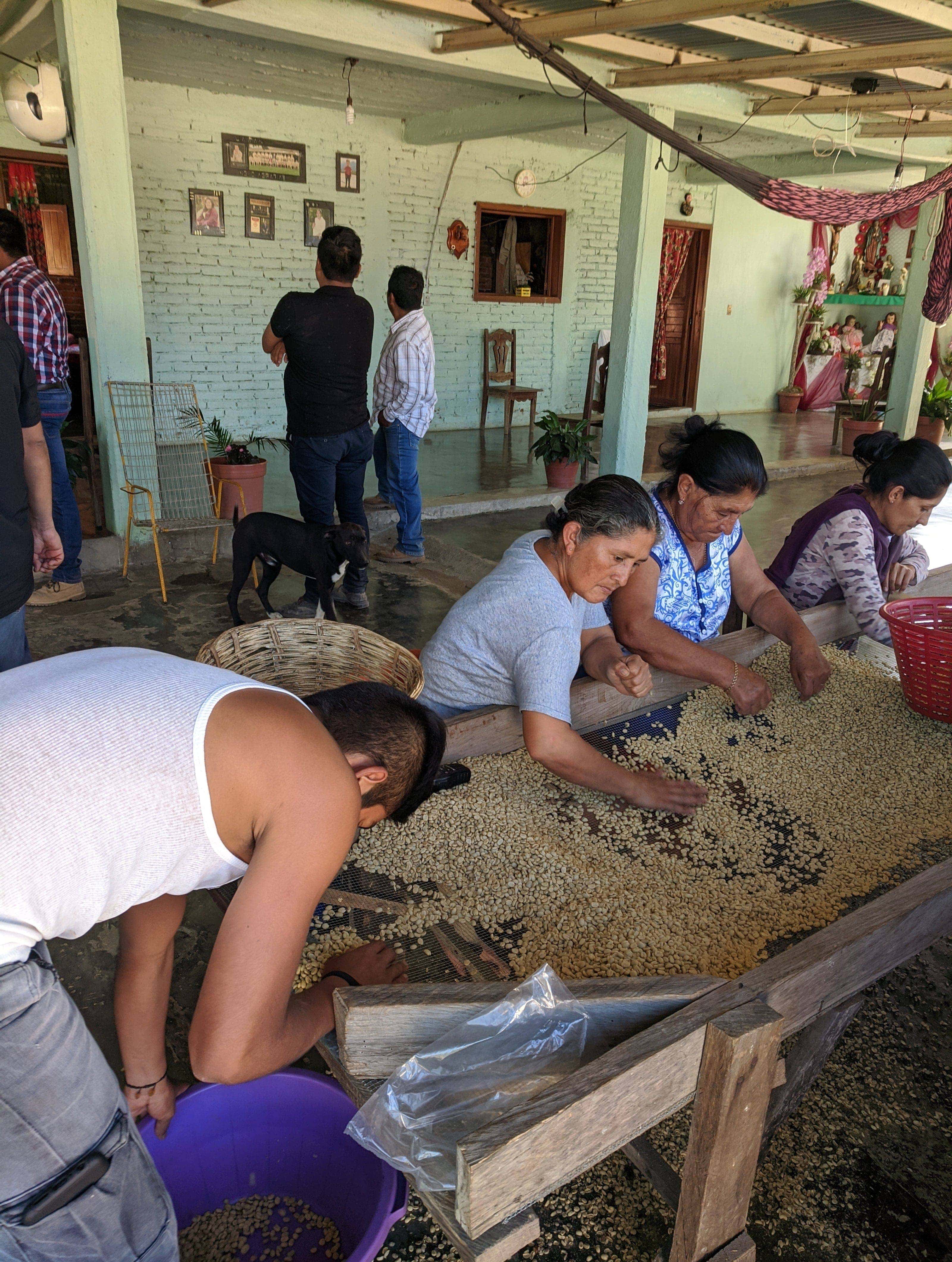 Drying Sieves – Counter Culture Coffee
