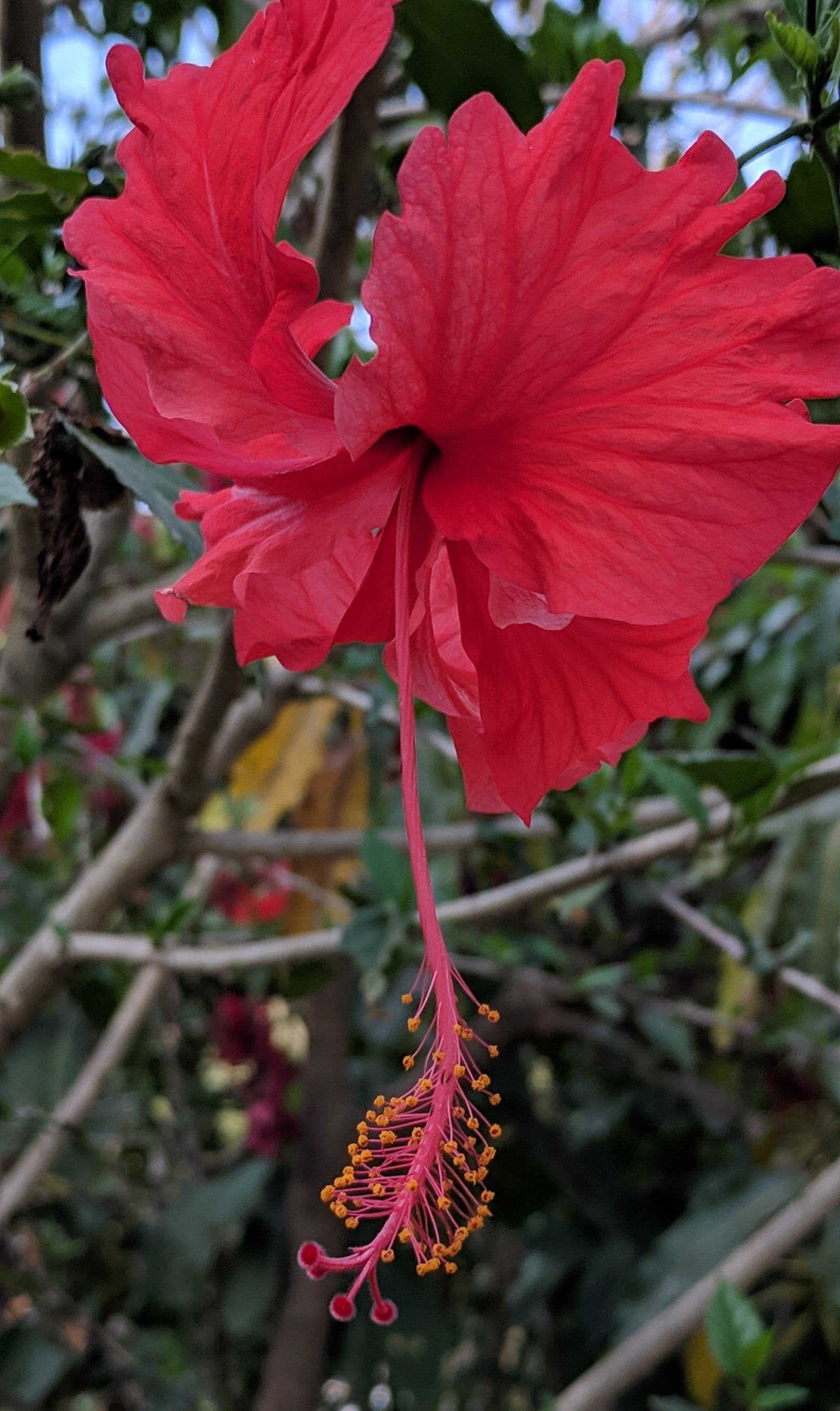 Hummingbird Conservation – Counter Culture Coffee