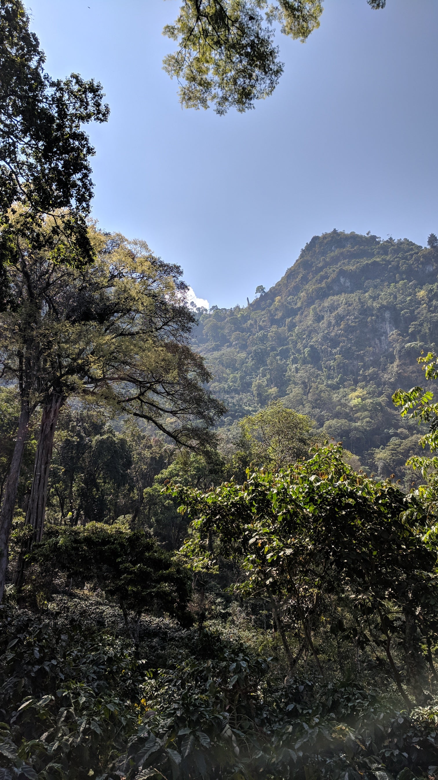 Rabbit Breeding – Counter Culture Coffee