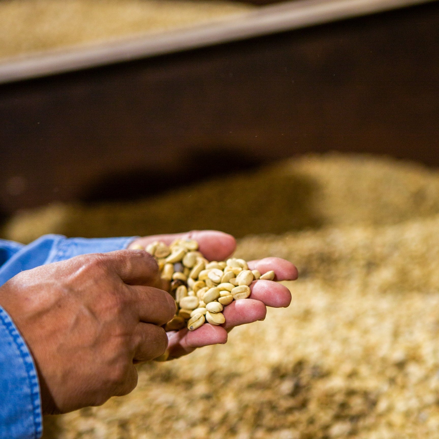 Coffee Basics: Seasonality – Counter Culture Coffee