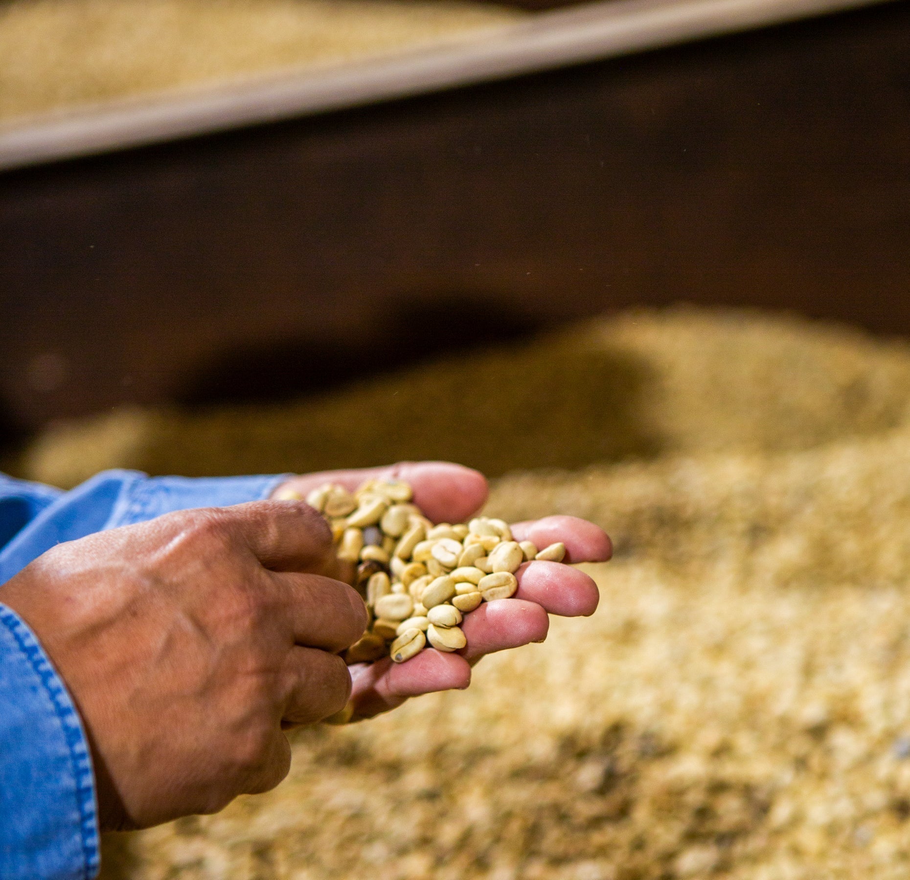 Coffee Basics: Seasonality – Counter Culture Coffee