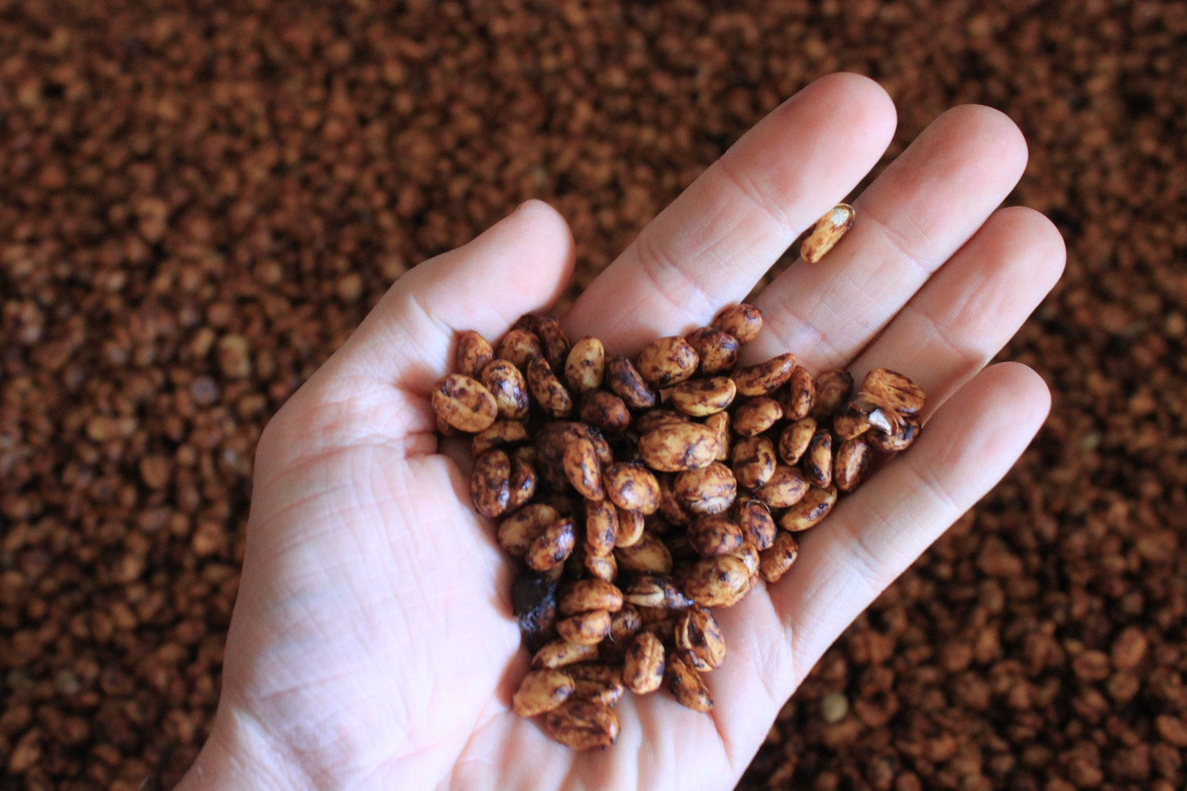 Coffee Basics: Seasonality – Counter Culture Coffee