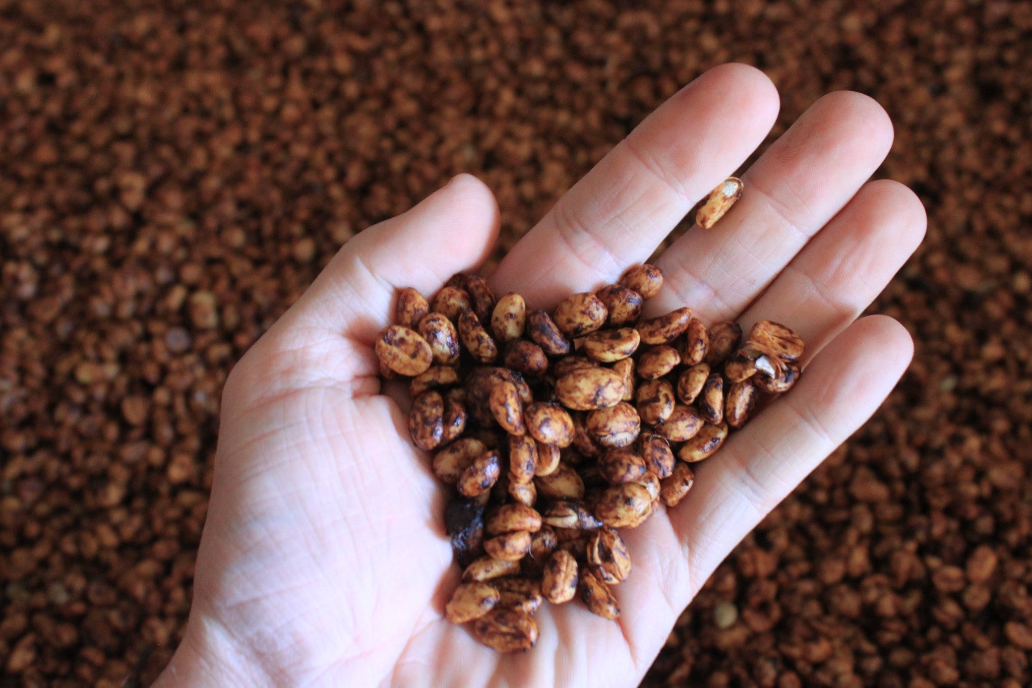 Coffee Basics: Seasonality – Counter Culture Coffee