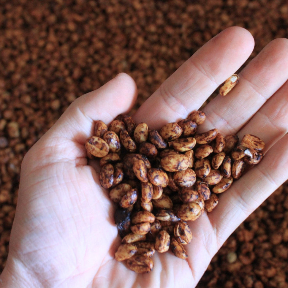 Coffee Basics: Seasonality – Counter Culture Coffee