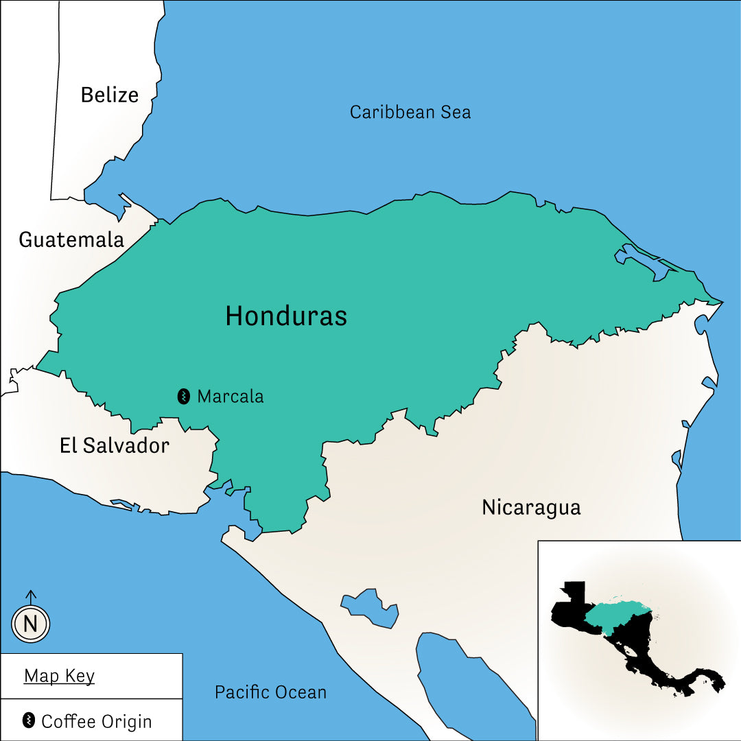 Finca El Puente – Counter Culture Coffee