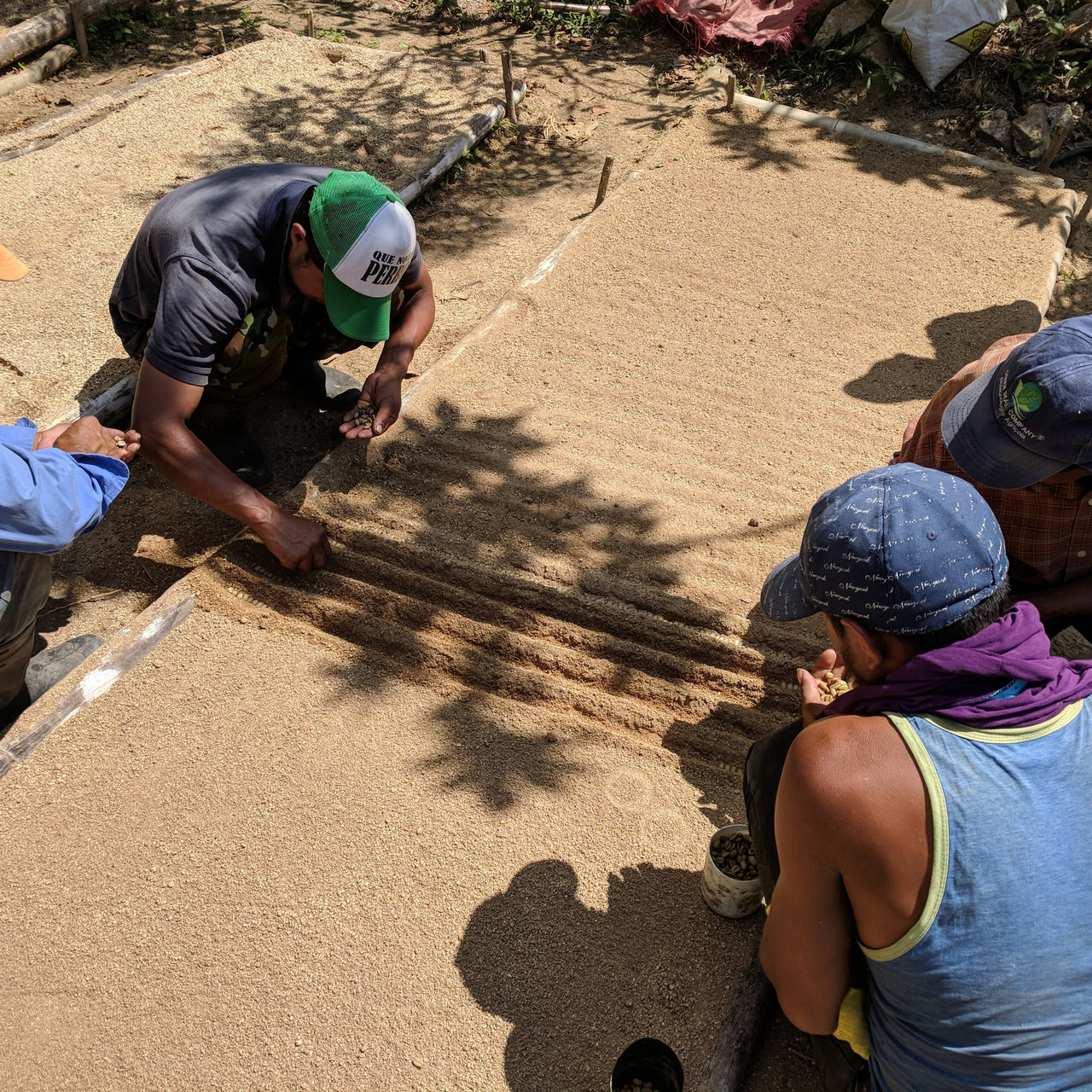 Finca La Victoria – Counter Culture Coffee