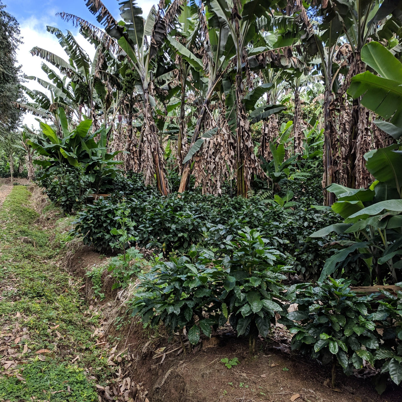 Finca Aurora – Anaerobic Java – Counter Culture Coffee