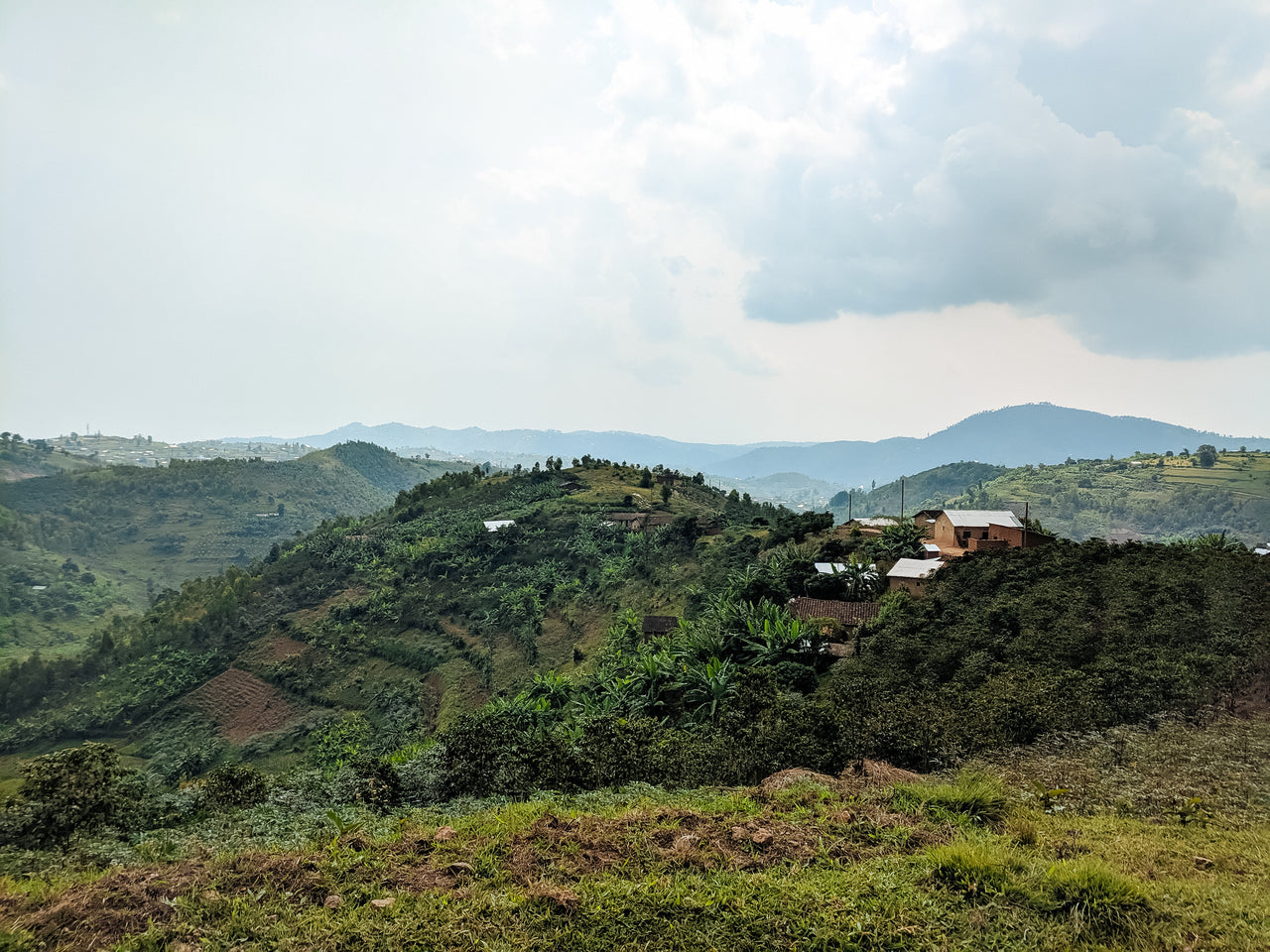 Intango – Dark Roast – Counter Culture Coffee