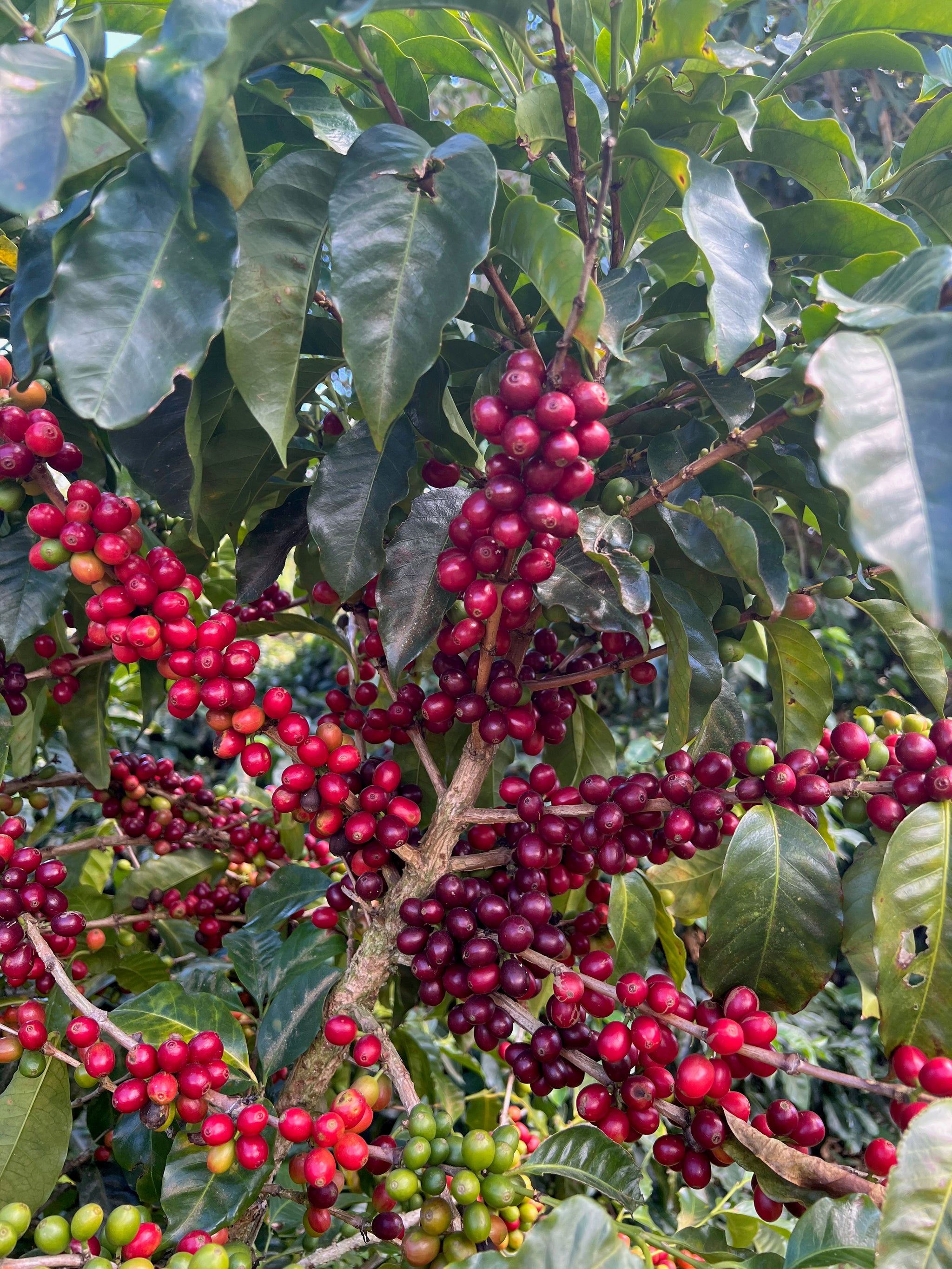 Finca Santa Elena – Pacamara Variety – Counter Culture Coffee