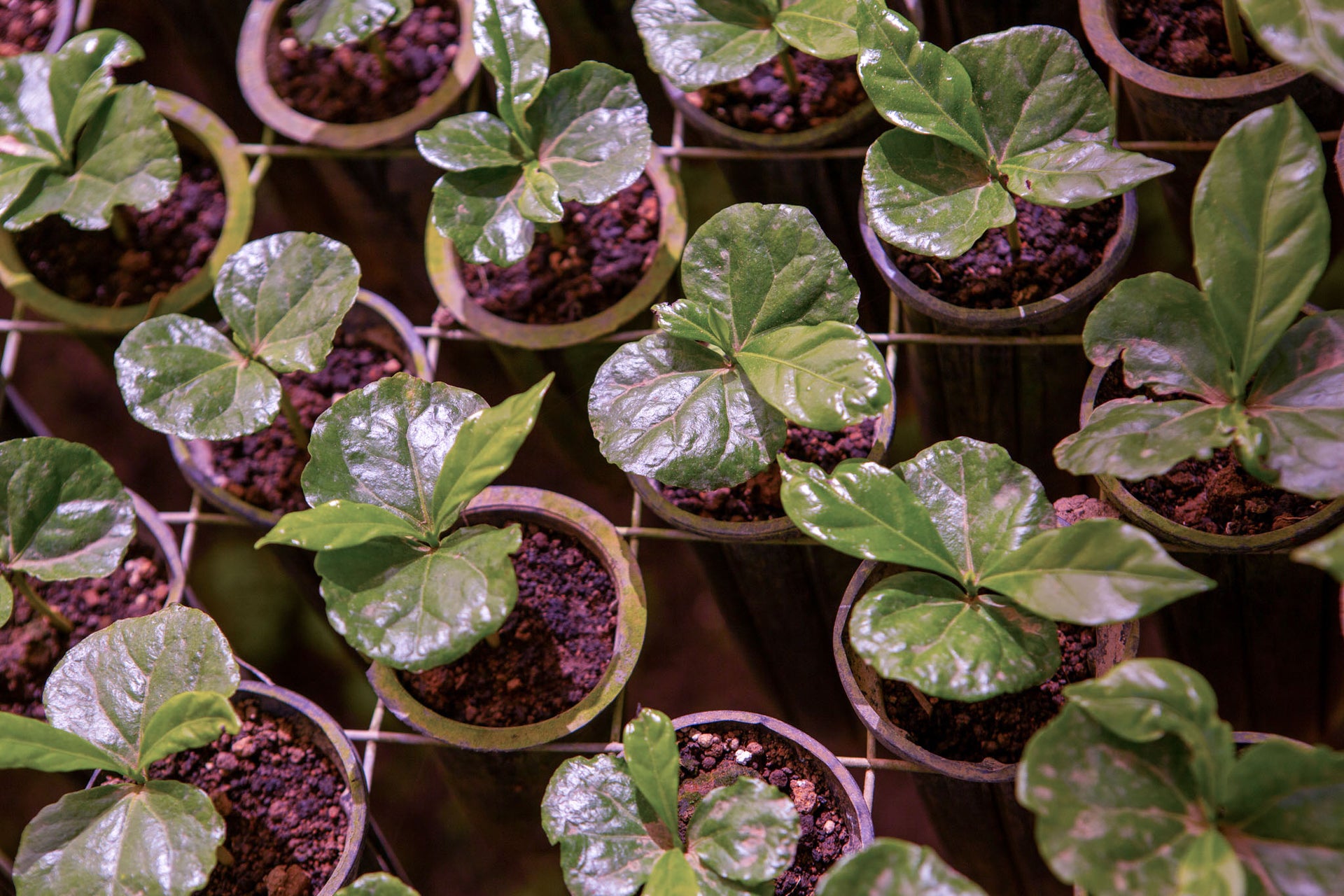 Transparency Report – Counter Culture Coffee