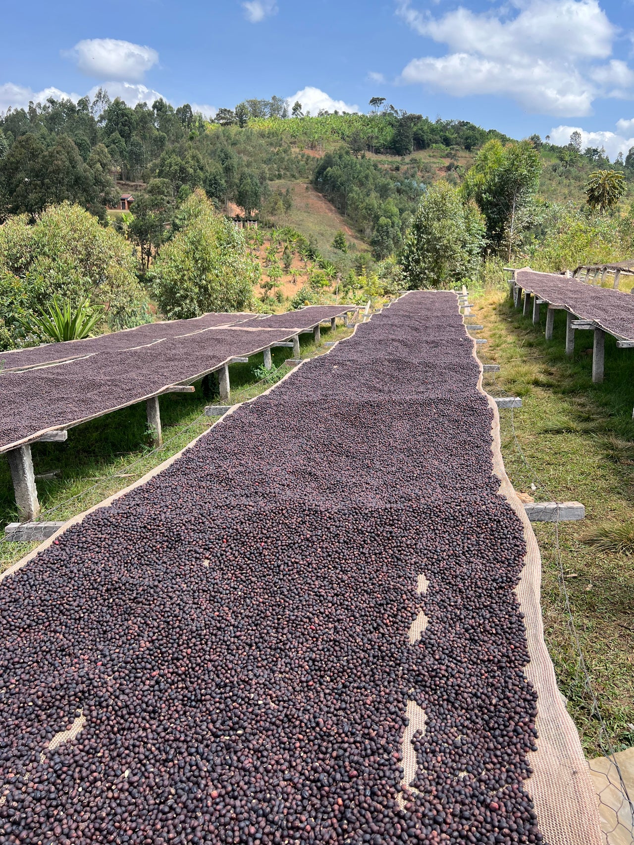 Mpemba – Natural Sundried – Counter Culture Coffee