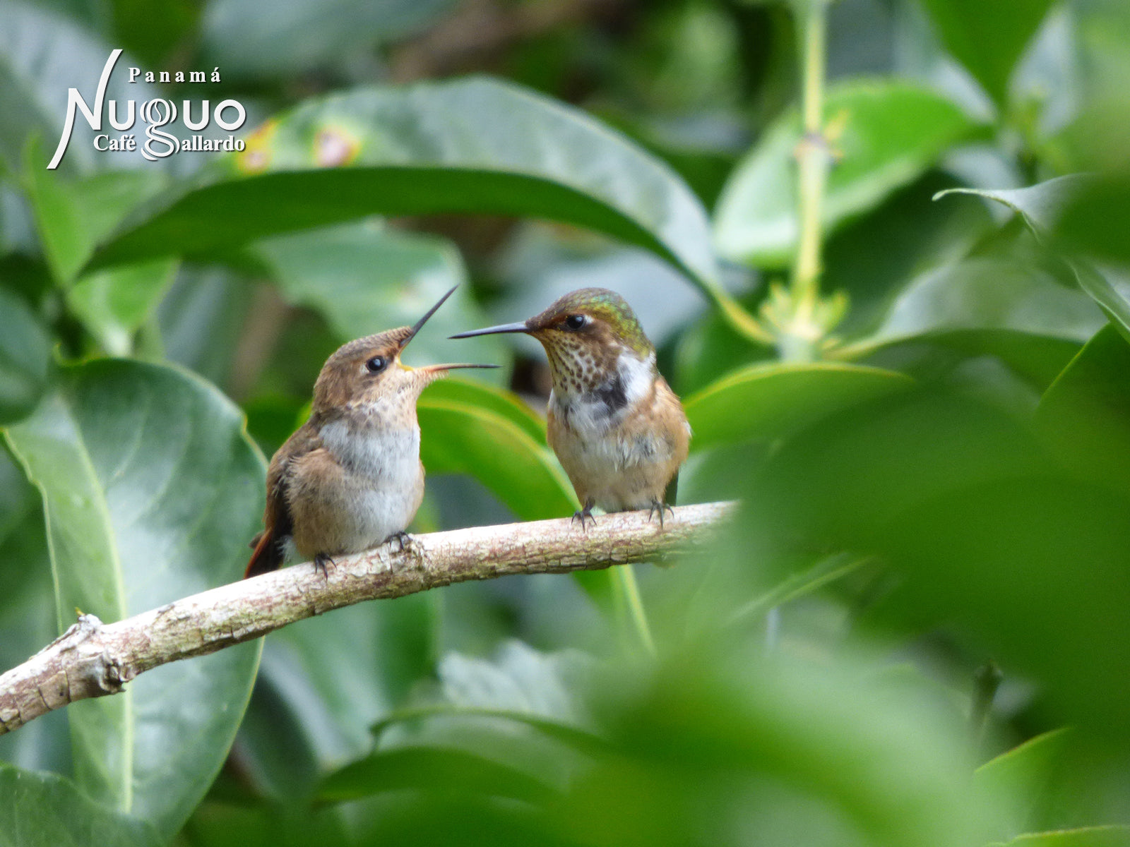 Finca Nuguo - Gesha Variety – Counter Culture Coffee