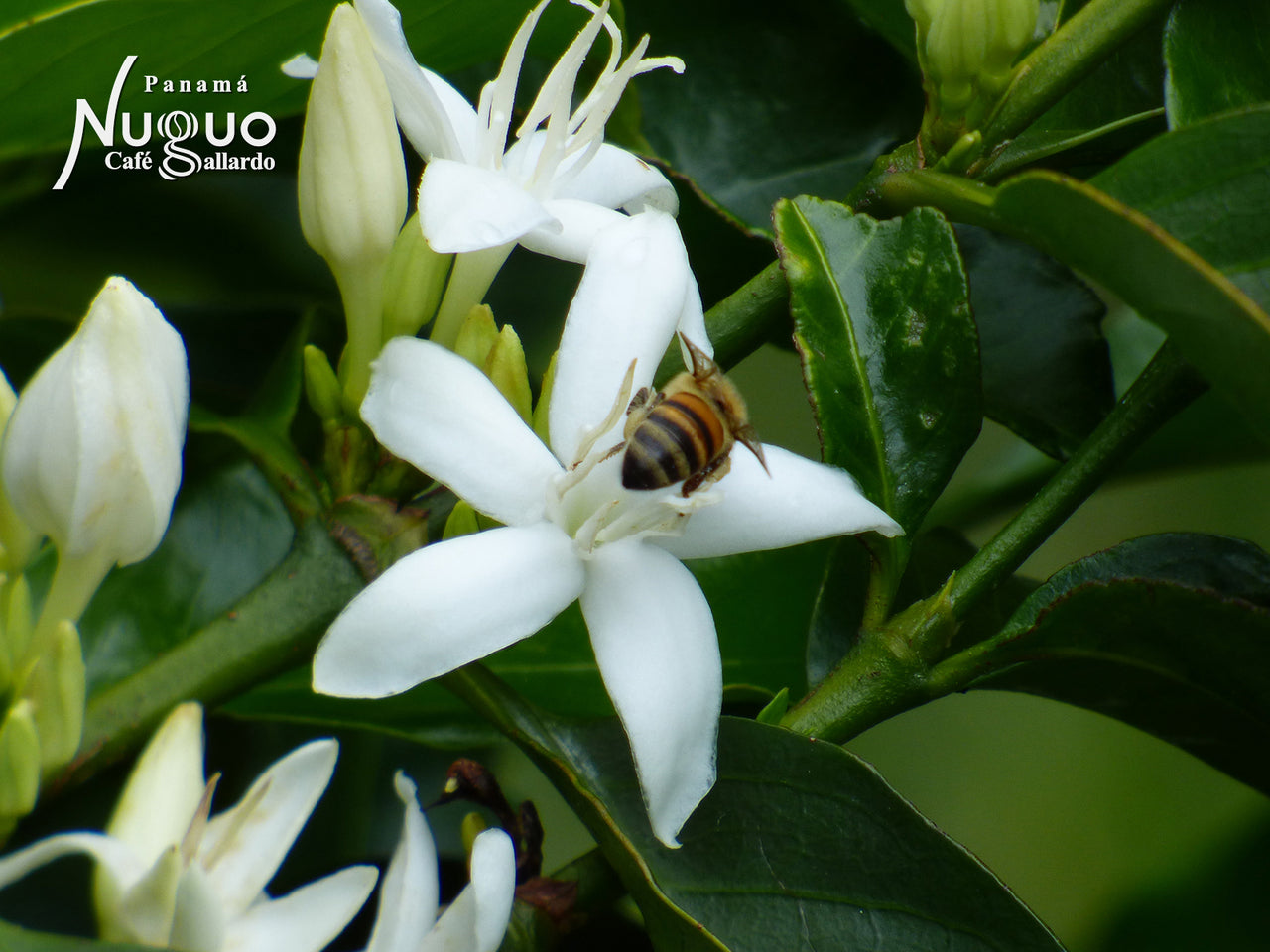 Finca Nuguo - Gesha Variety – Counter Culture Coffee