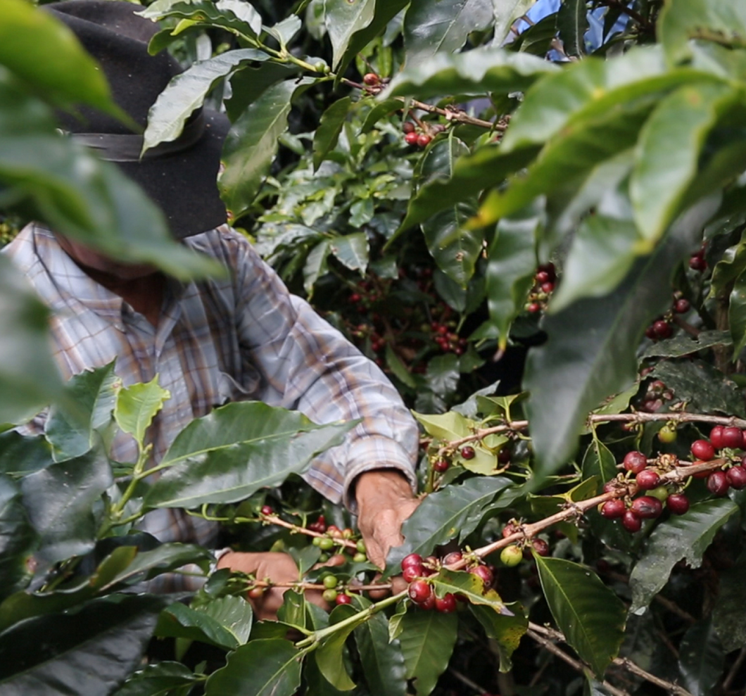 Sustainability - Product – Counter Culture Coffee
