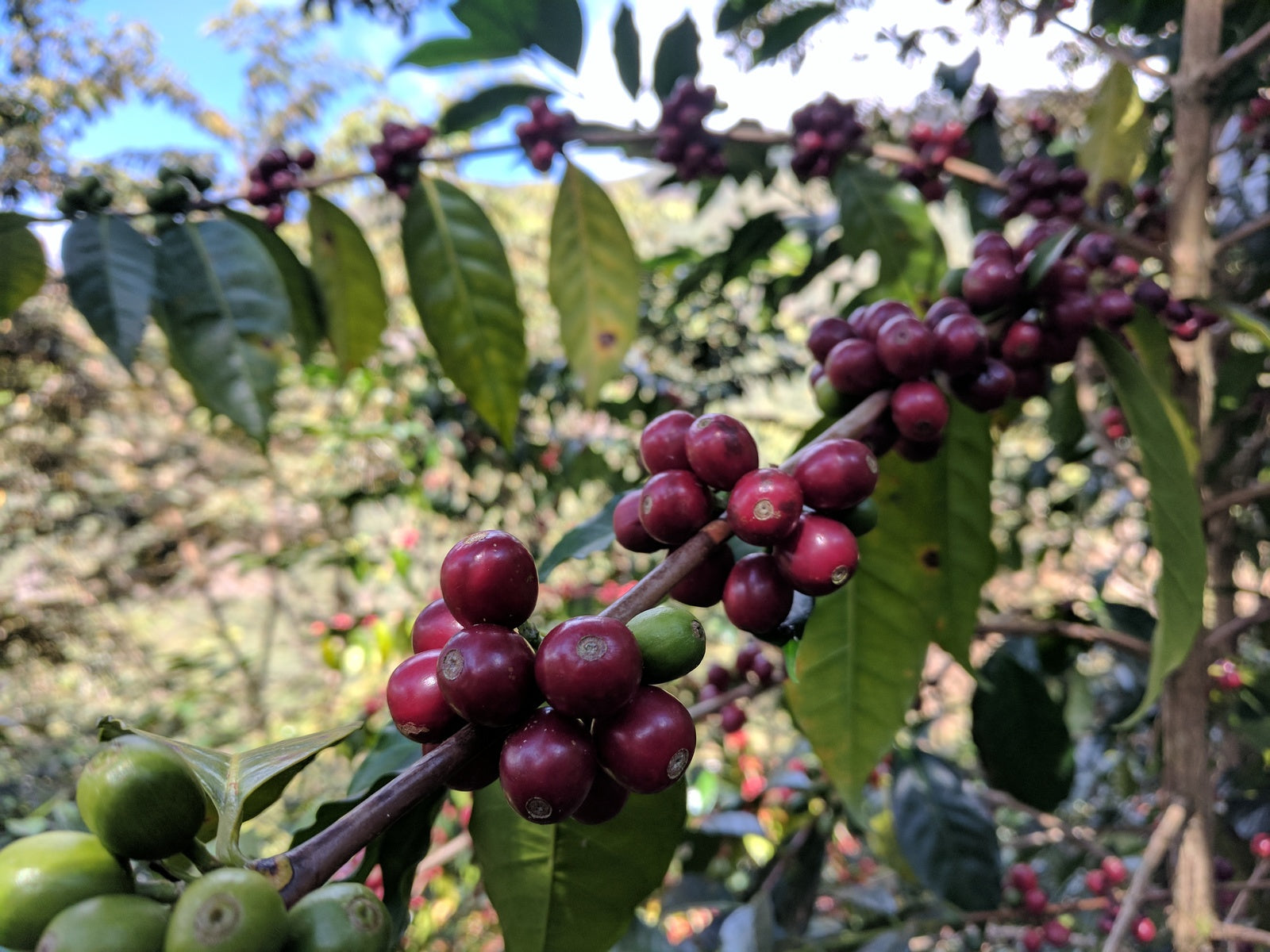 Valle Inca – Counter Culture Coffee
